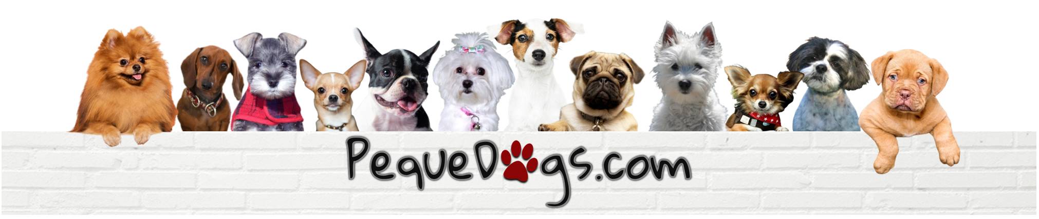 Perros Pequeños que enamoran | ¿Conoces todas las razas?