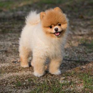 Pomerania o Spitz enano alemán | Un perro extrovertido e inteligente.