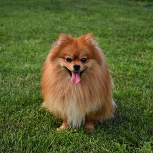 Pomerania o Spitz enano alemán | Un perro extrovertido e inteligente.