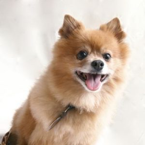 Pomerania o Spitz enano alemán | Un perro extrovertido e inteligente.