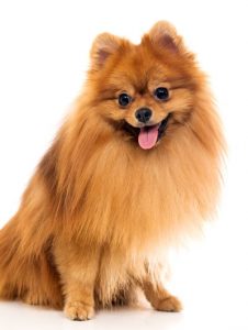 Pomerania o Spitz enano alemán | Un perro extrovertido e inteligente.