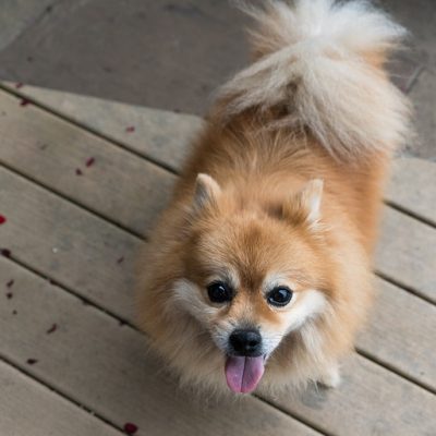 Pomerania o Spitz enano alemán | Un perro extrovertido e inteligente.
